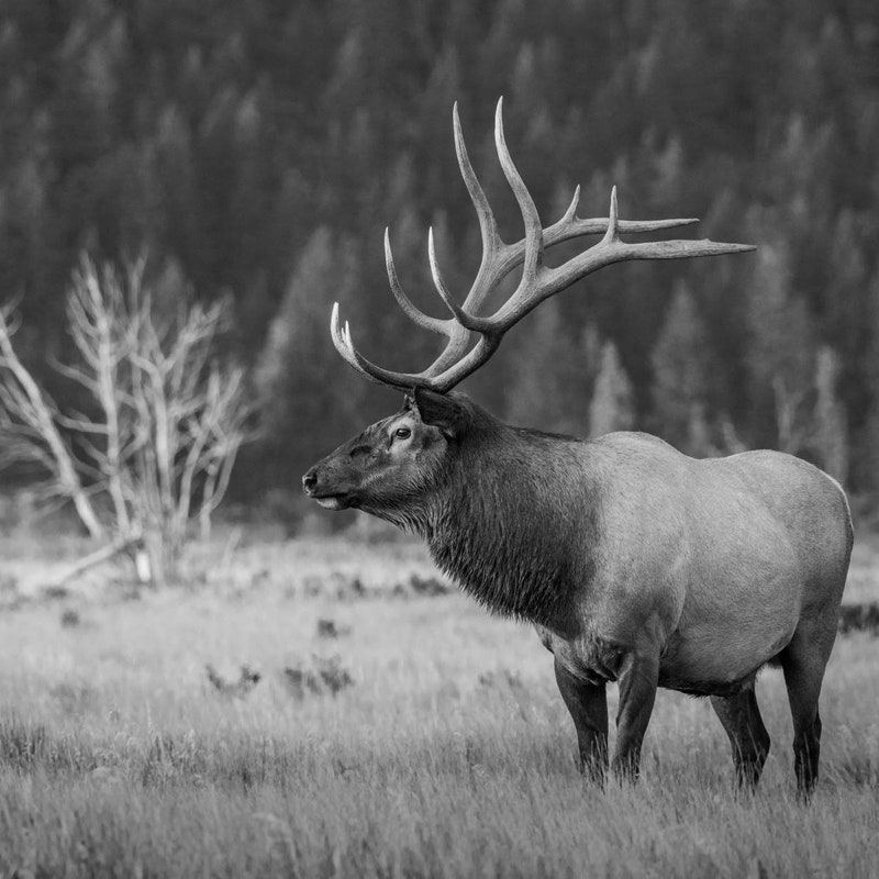 Elk Canvas Wall Art - Etsy