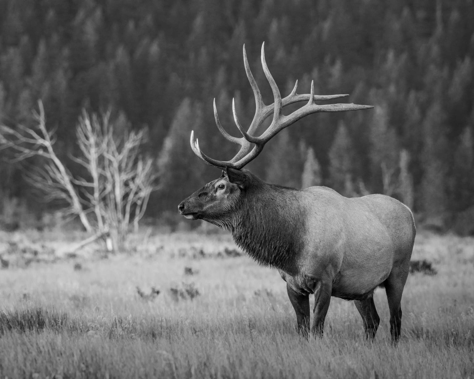 Big Bull Elk Canvas Print Wall Art Home Decor Elk Rut Bull Elk Photo ...