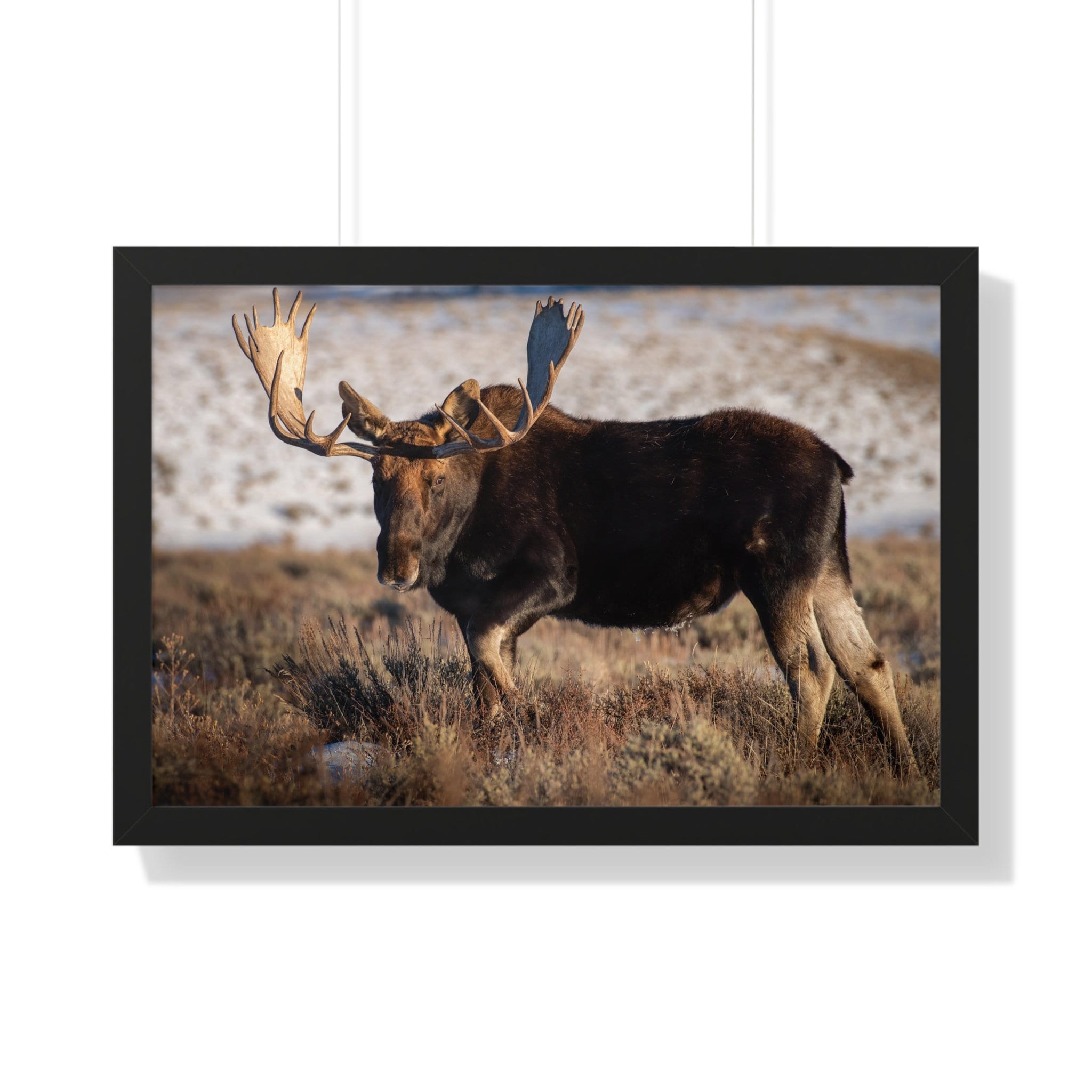Bull Moose Framed Poster Moose Antlers Moose Head Moose Art Moose Decor ...