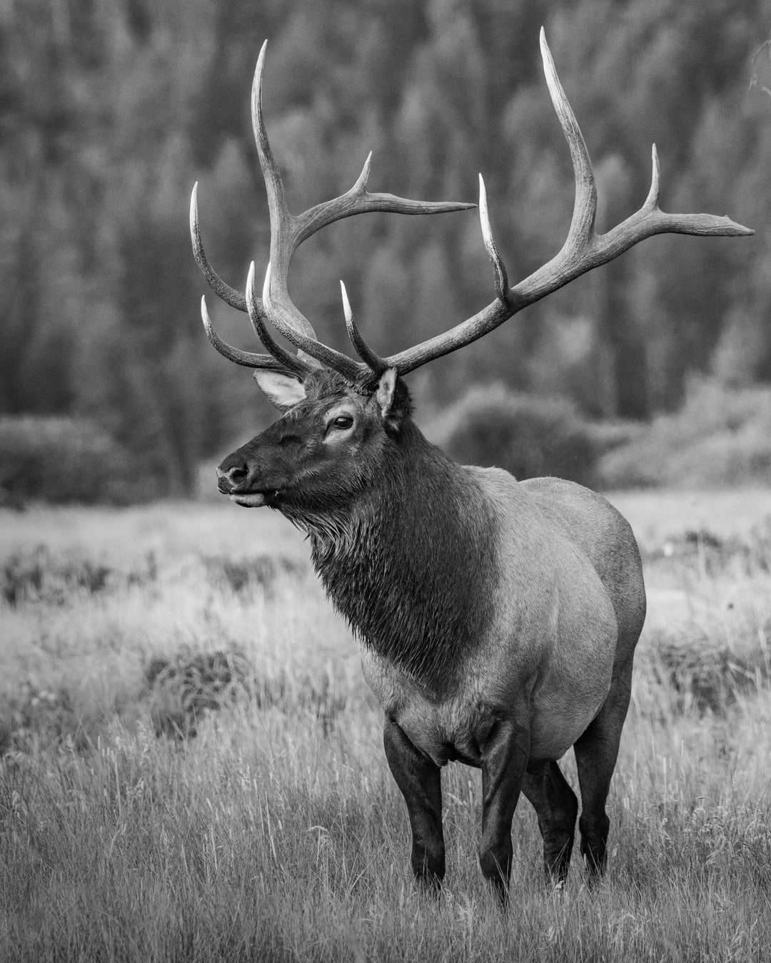 Bull Elk Portrait Photo, Striking Black and White Wildlife Art, Perfect ...