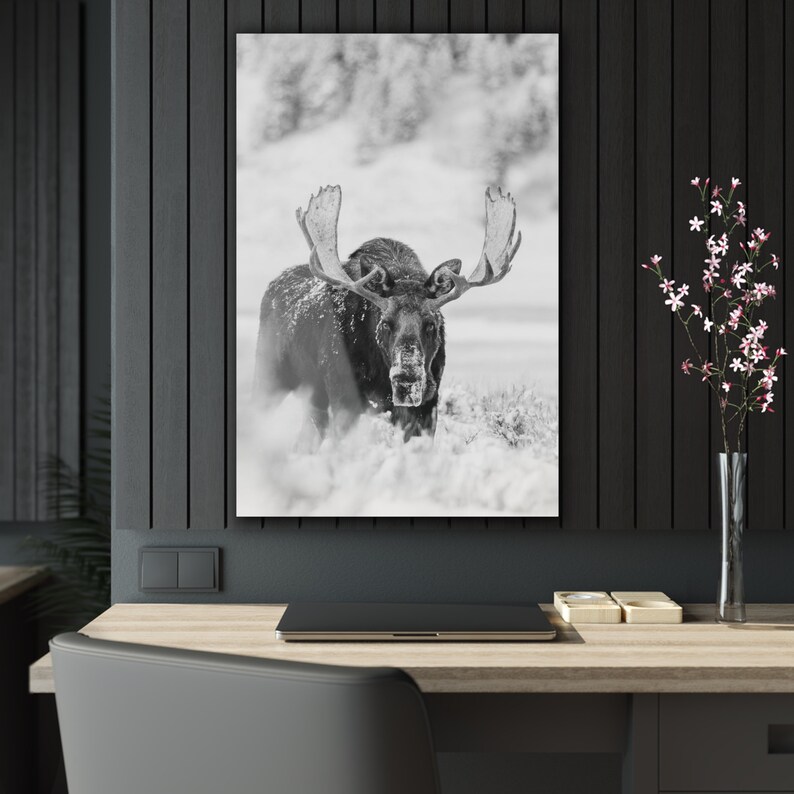 Big Bull Moose Acrylic Print Moose Photo Bull Moose Moose Decor Moose ...