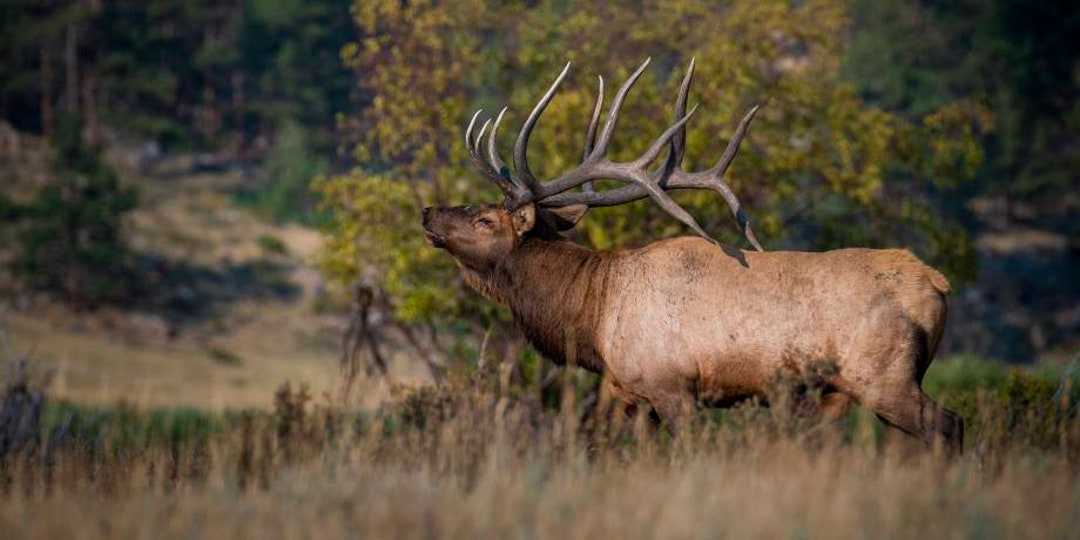 Big Bull Elk, Elk Photo, Bull Elk, Elk Rut, Wildlife Photo, Wildlife ...