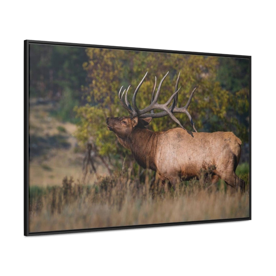 Big Bull Elk Gallery Canvas Wrap Framed Elk Rut Bull Elk Photo Elk Art ...
