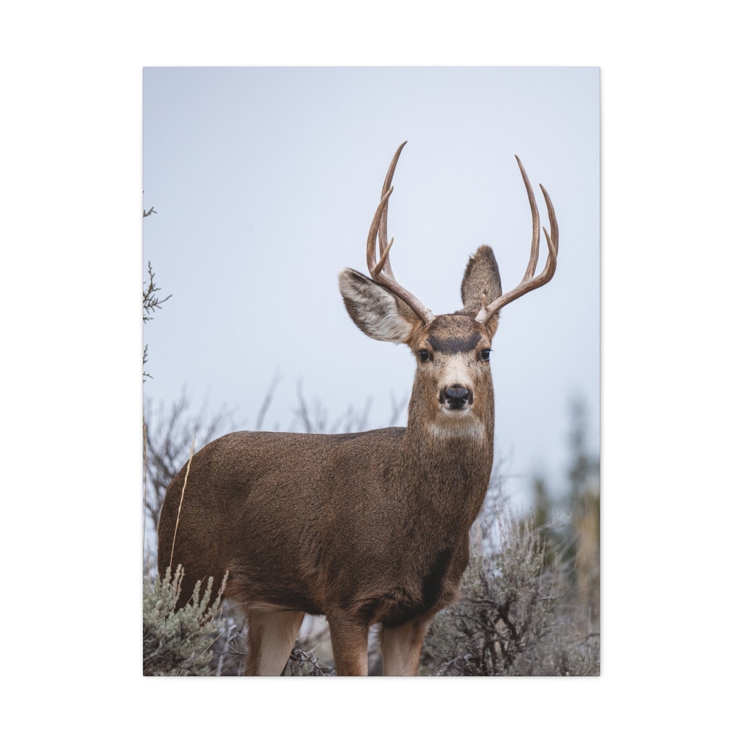 Mule Deer Buck Canvas Print, Stunning Wildlife Portrait Photo, Wall Art ...