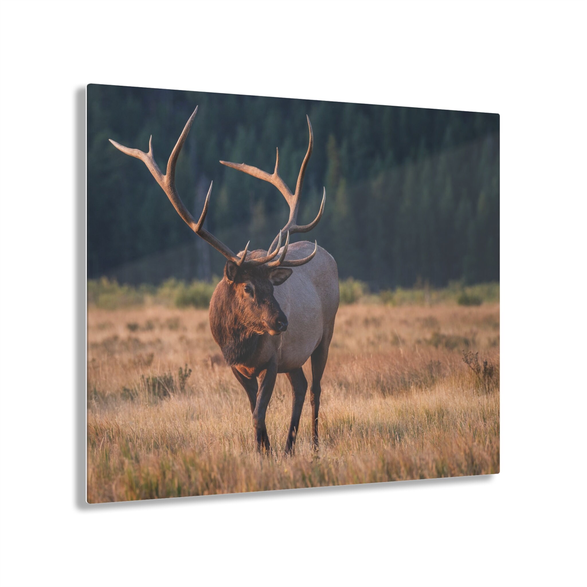 Bull Elk Acrylic Print Elk Antlers Elk Rut Elk Photo Elk Print Wildlife ...