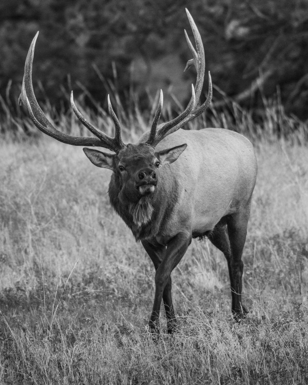 Bull Elk Big Bull Elk Photo Elk Rut Elk Photo Elk Art Elk Photography ...