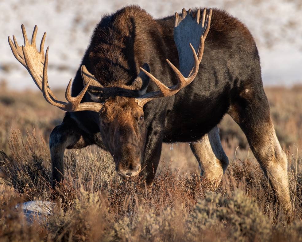 Big Bull Moose Gallery Canvas Wrap Framed Bull Moose Moose Photo Shiras ...