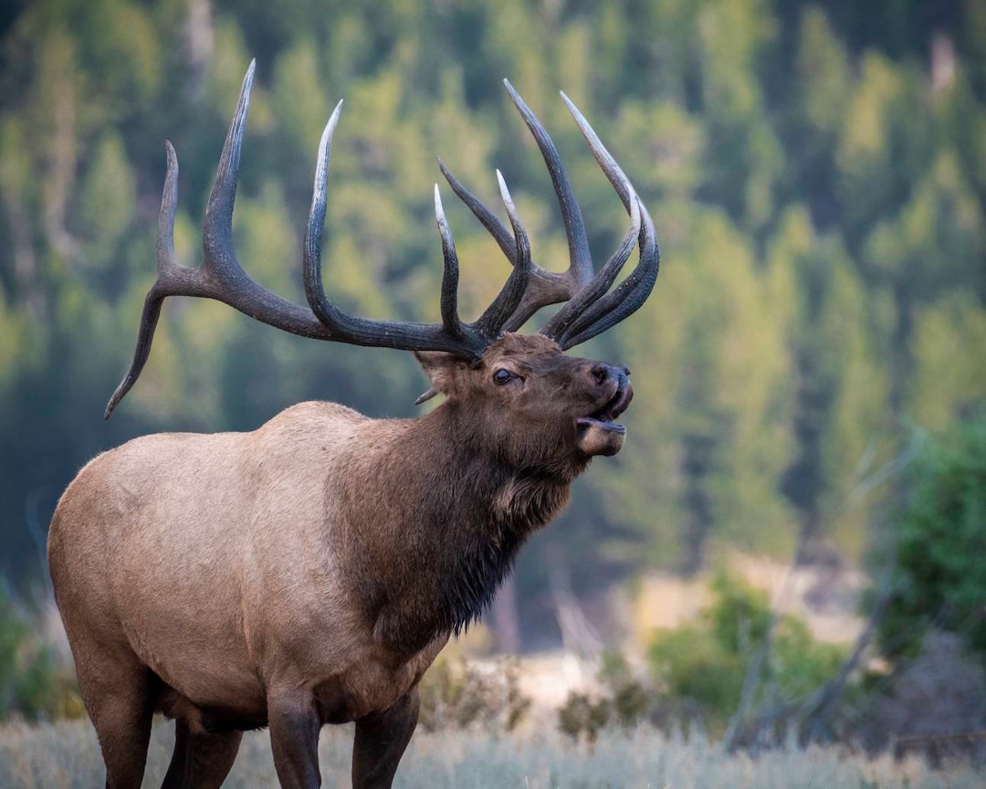Elk Bugling Bull Elk Elk Rut Bugling Elk Elk Photo Wildlife Photography ...