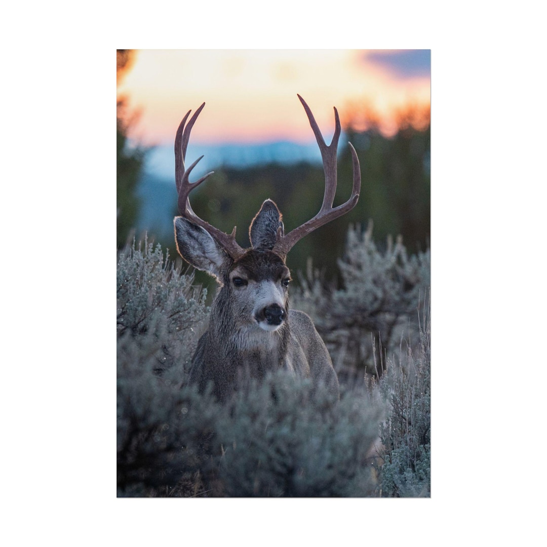 Poster Print, Mule Deer Buck Sunset Wall Art, Wildlife Home Decor ...