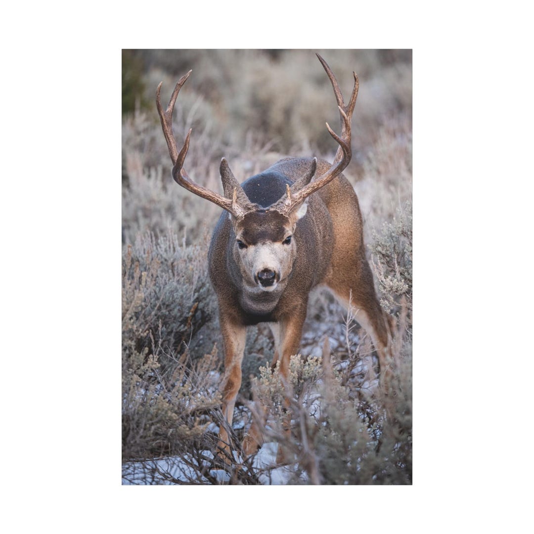 Canvas Print, Wildlife Photo, Deer Buck Art, Matte Finish, Stretched ...