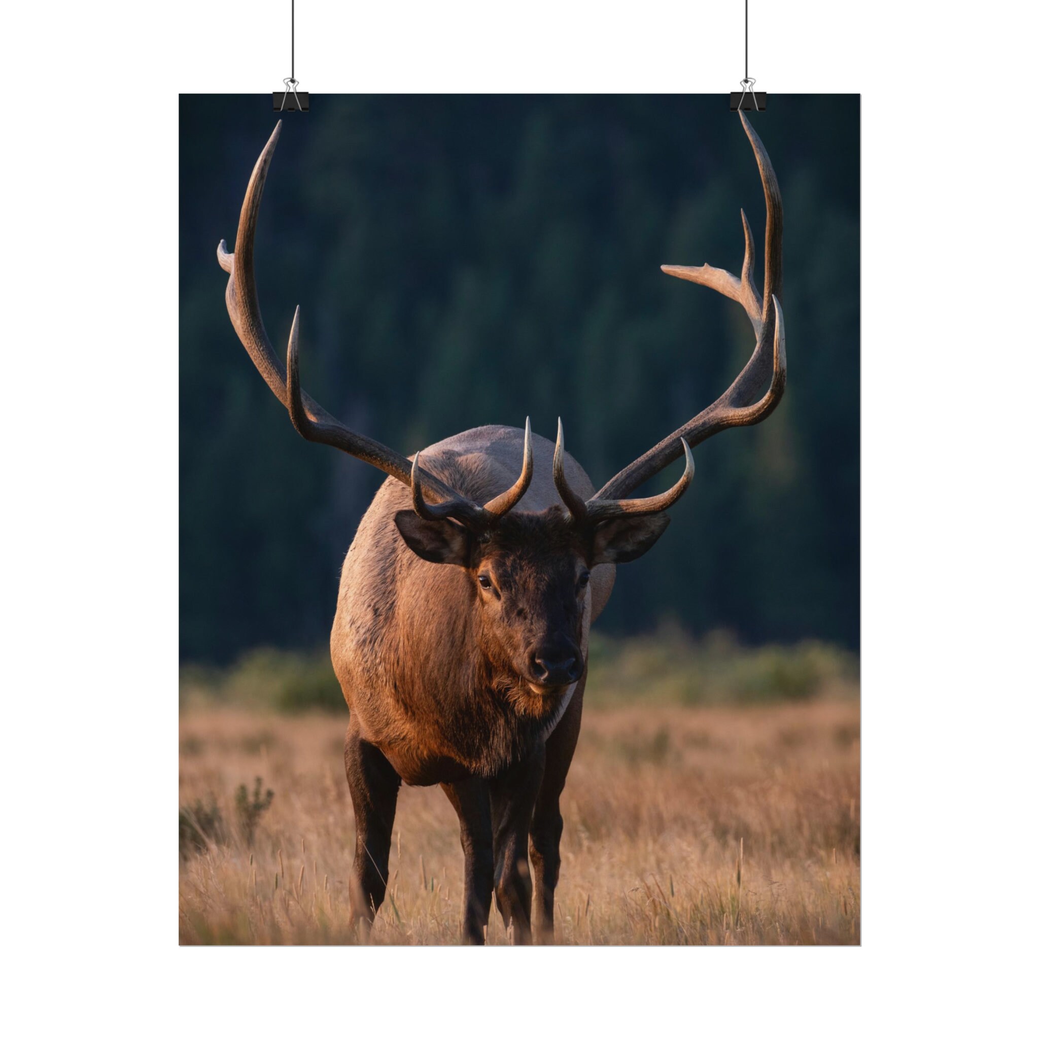 Bull Elk Rolled Poster Elk Photo Elk Art Elk Print Elk Elk Antlers ...