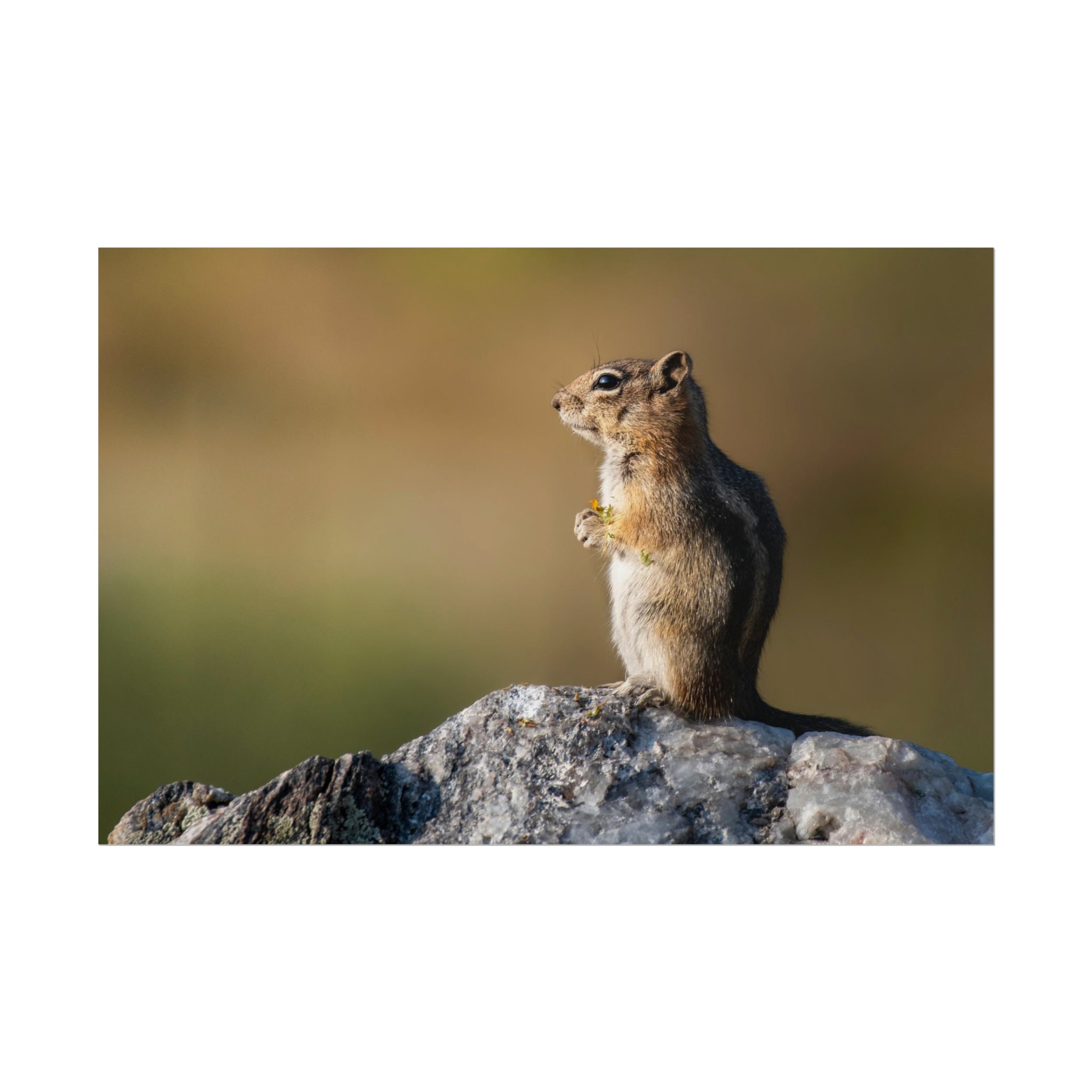 Chipmunk Rolled Poster Chipmunk Print Chipmunk Art Squirrel Photo Chipmunk Decor Wildlife ...