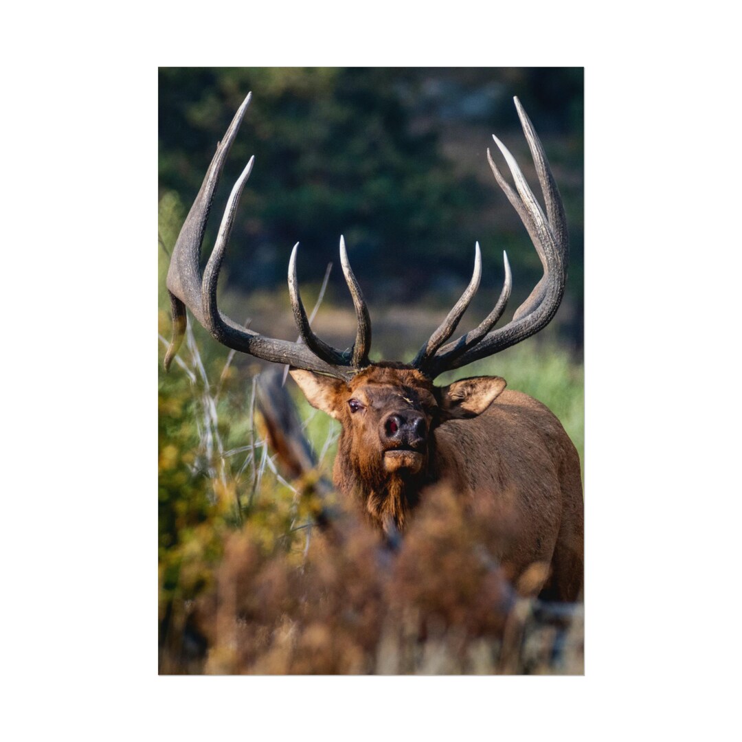 Bull Elk Rolled Poster Elk Photo Elk Print Elk Art Elk Antlers Bull Elk ...