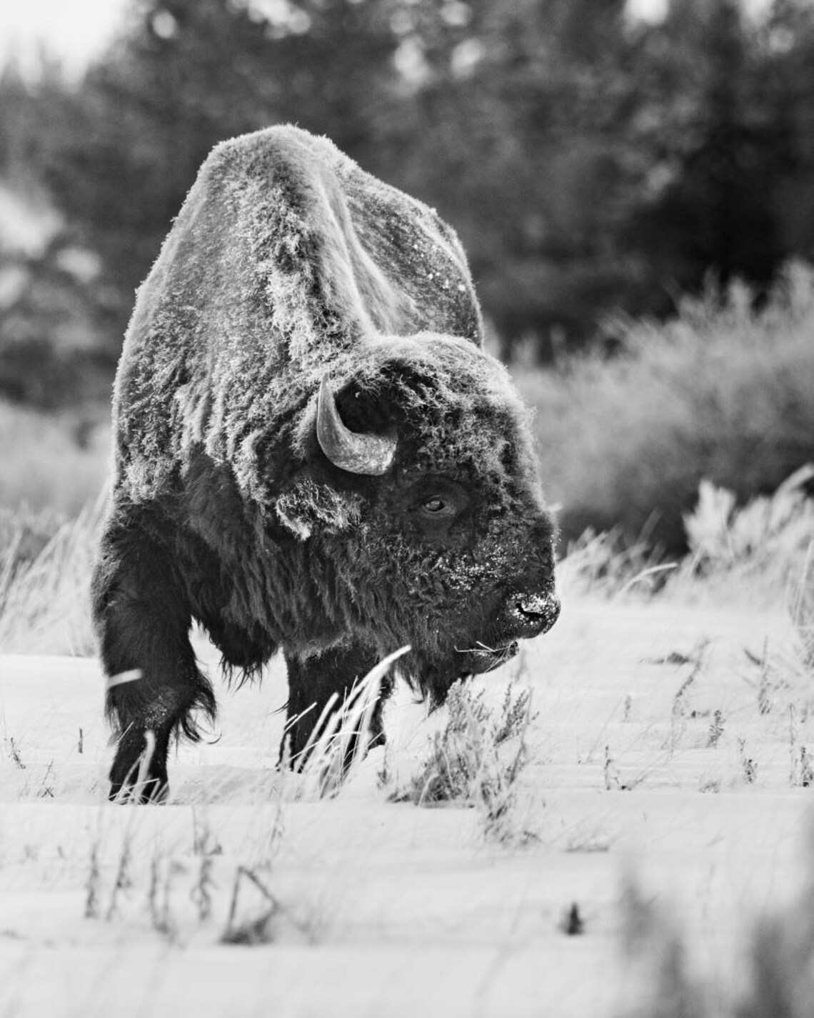 Buffalo Bison Buffalo Photo Bison Photo Wildlife Photography Wildlife ...
