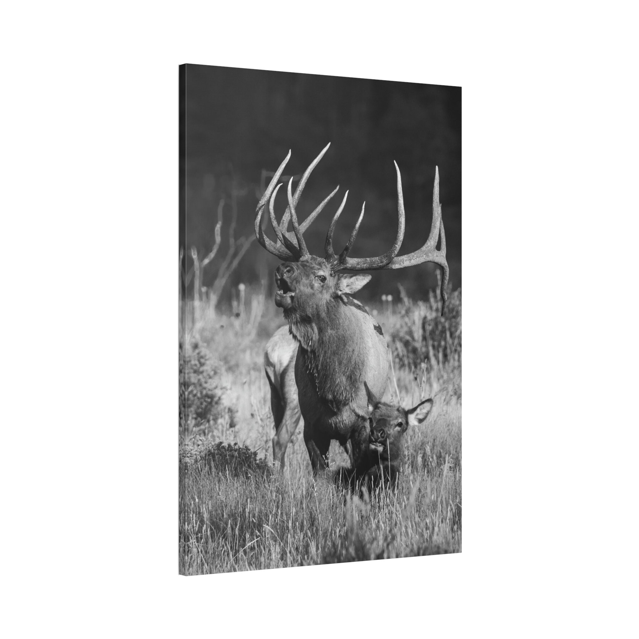 Bugling Bull Elk Canvas Print Wall Art Home Decor Bull Elk Bugling Elk ...