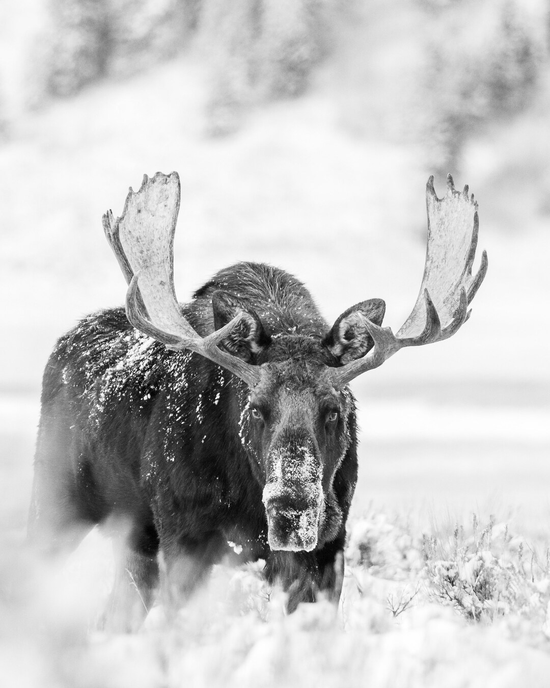 Bull Moose Acrylic Print Moose Decor Moose Antlers Moose Print Moose ...