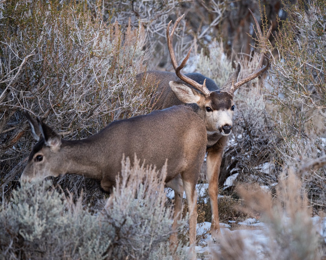 Mule Deer Buck Wall Art, Stunning Canvas Print of a Buck and Doe During ...