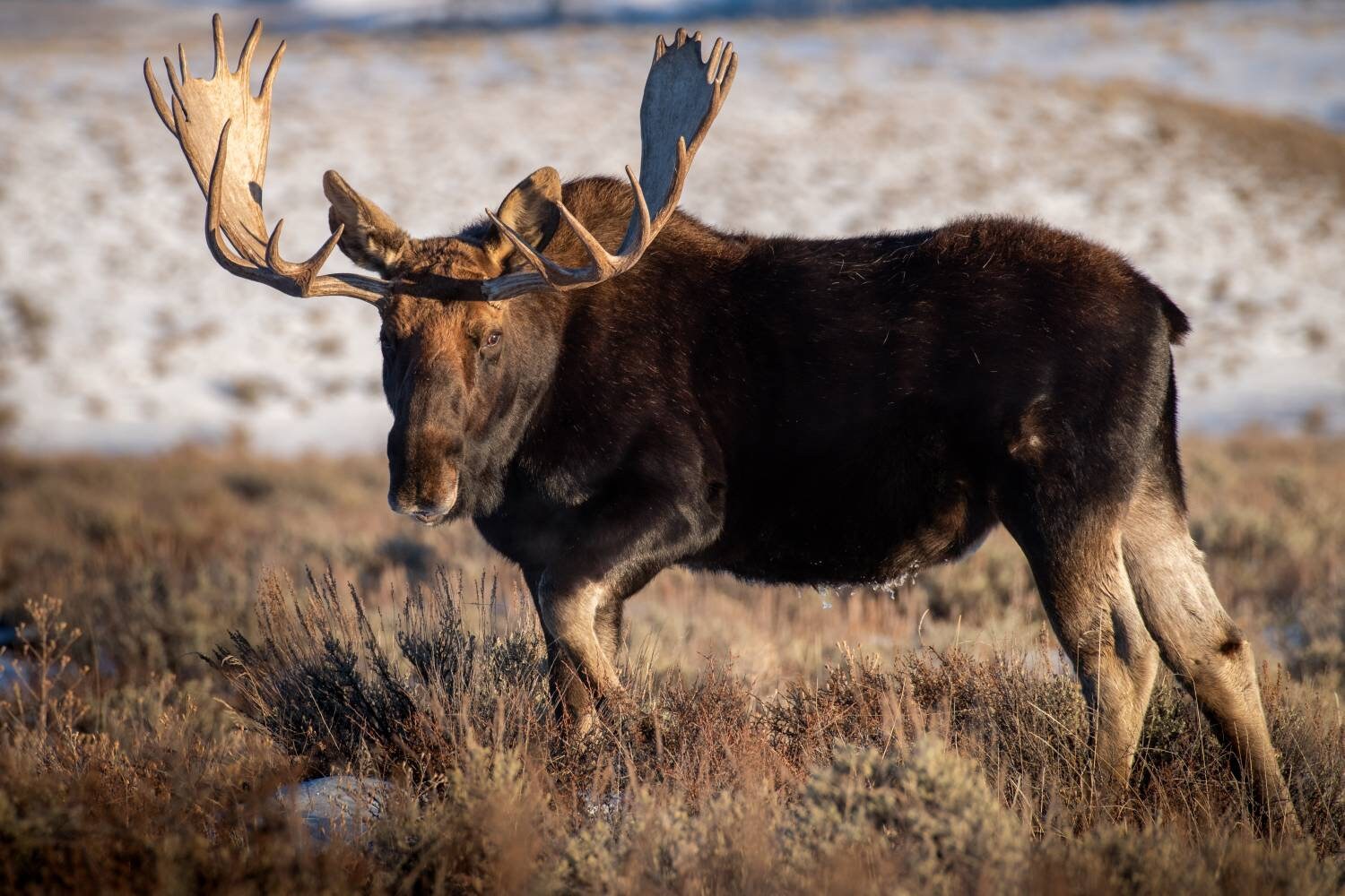 Moose, Moose Photo, Wildlife Photography, Wildlife Photo, Canvas ...