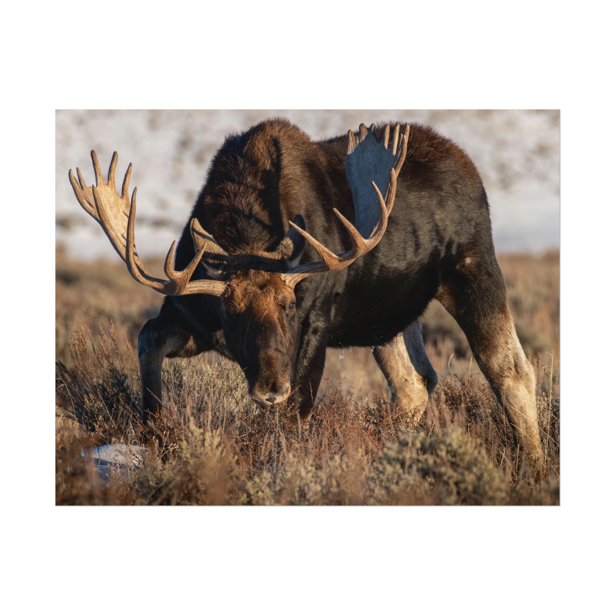 Bull Moose Rolled Poster Moose Decor Moose Print Wildlife Poster ...