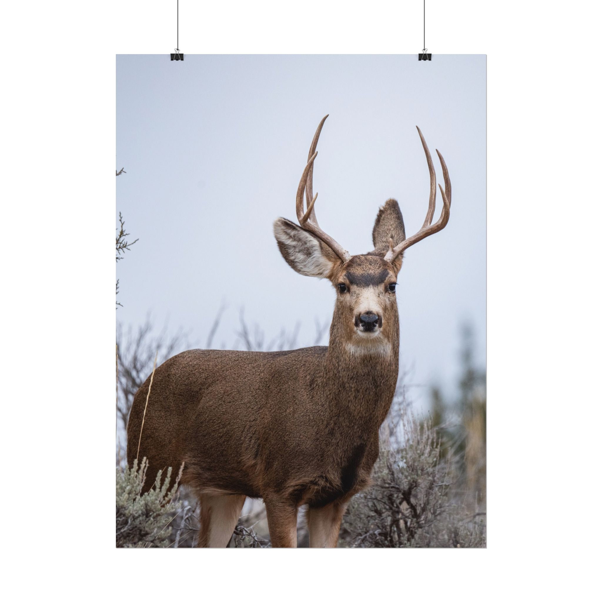 Mule Deer Buck Poster, Stunning Wildlife Art Print for Home Decor ...