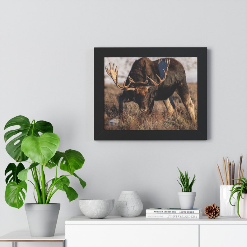 Bull Moose Framed Poster Moose Decor Moose Print Wildlife Poster ...