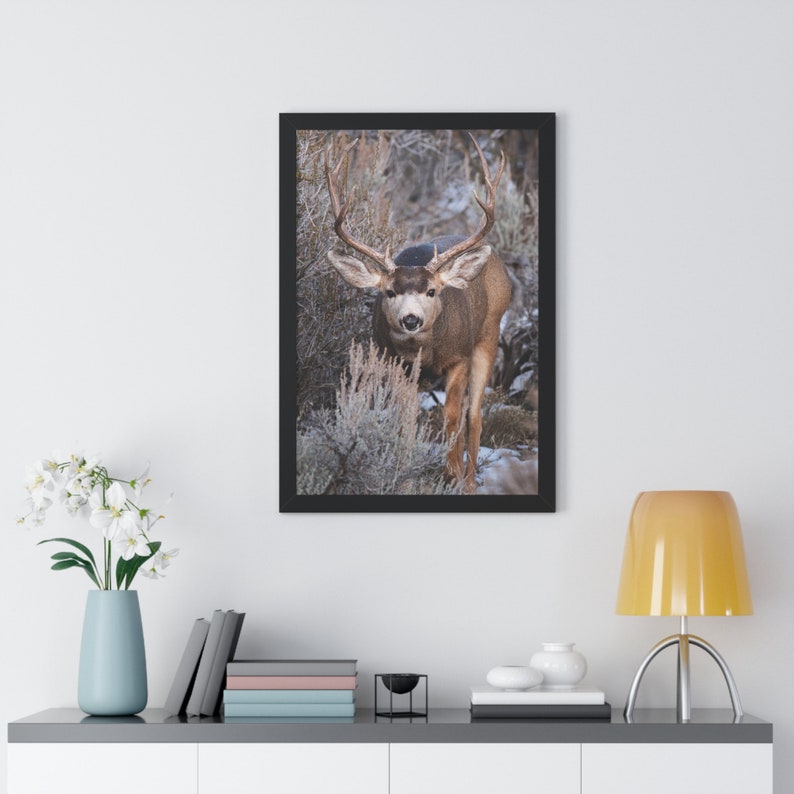 Big Mule Deer Buck Wall Art, Striking Head-on Portrait Photo Print for ...