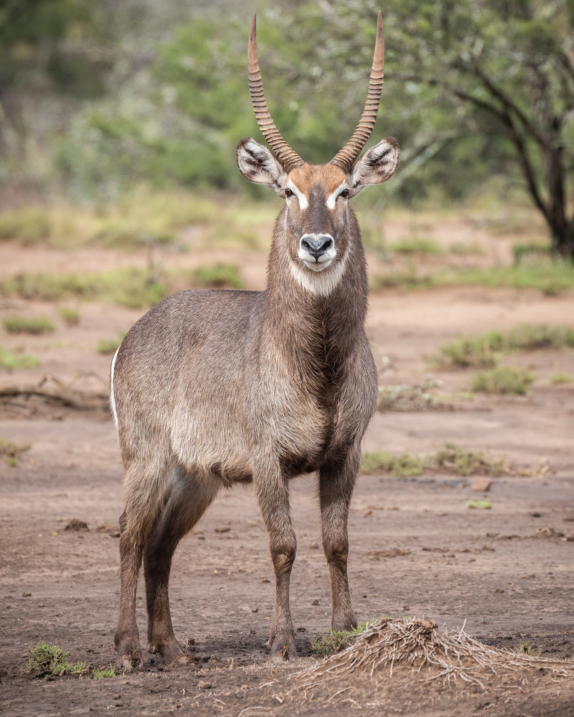 Africa Waterbuck Acrylic Print Waterbuck Photo Waterbuck Art Wildlife ...