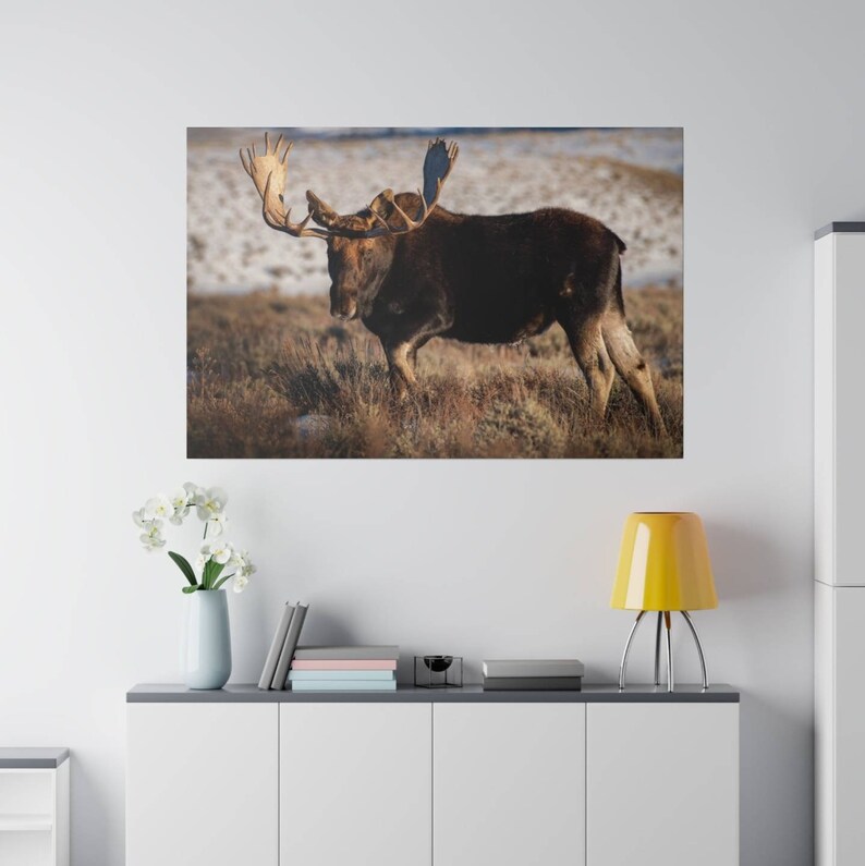 Moose, Moose Photo, Wildlife Photography, Wildlife Photo, Canvas ...