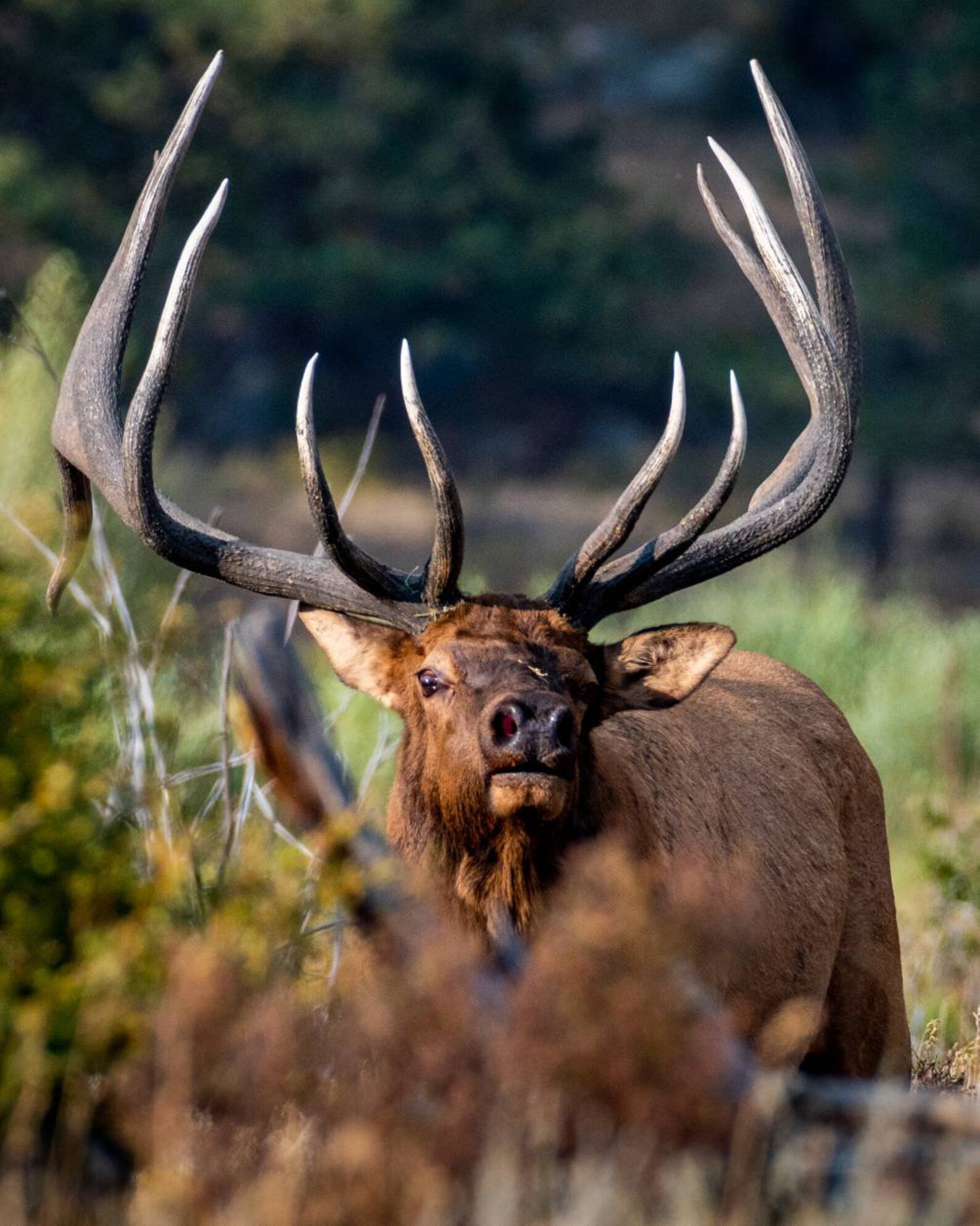 Big Bull Elk, Bull Elk, Elk Rut, Elk Photo, Elk Photography, Wildlife Photography, Wildlife Art ...