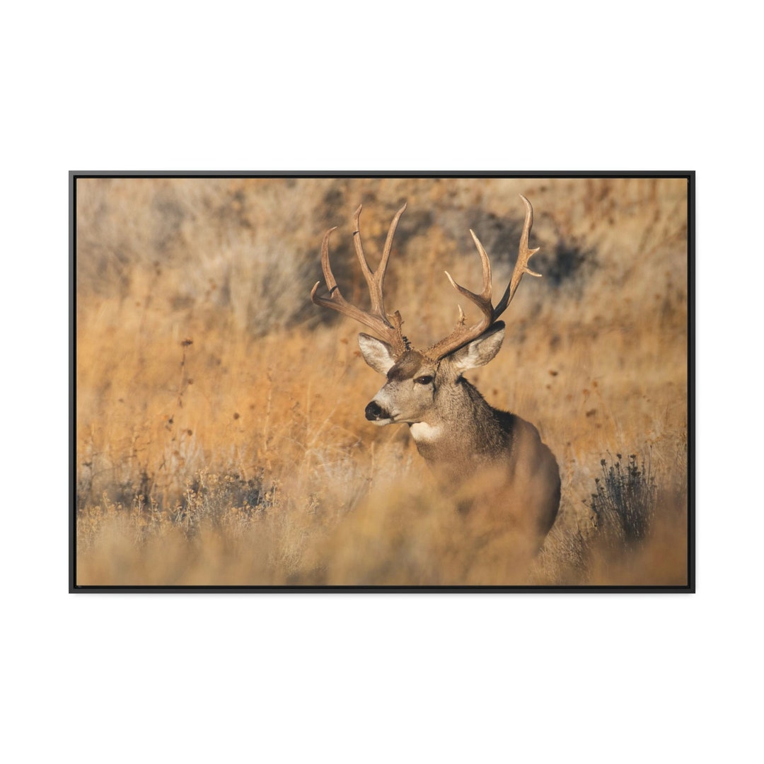 Big Buck Print Gallery Canvas Wrap Framed Mule Deer Photo Mule Deer ...