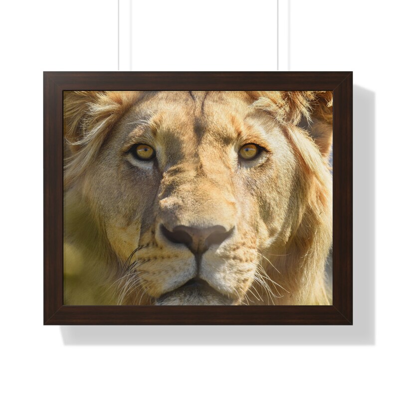Lion Framed Poster African Lion Lion King Lions Mane Lion Photo Lion ...