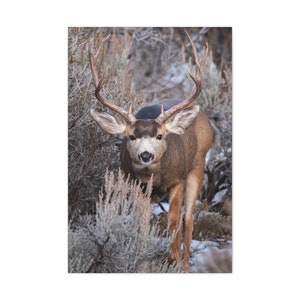 Big Mule Deer Buck Canvas Print Stunning Head-on Portrait Wall Art ...