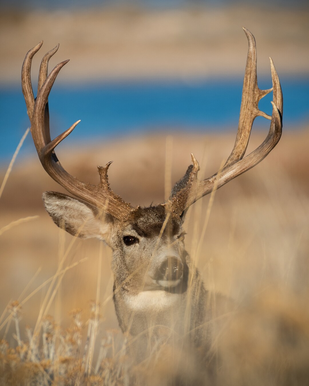 Mule Deer Acrylic Print Mule Deer Art Mule Deer Antlers Wildlife ...