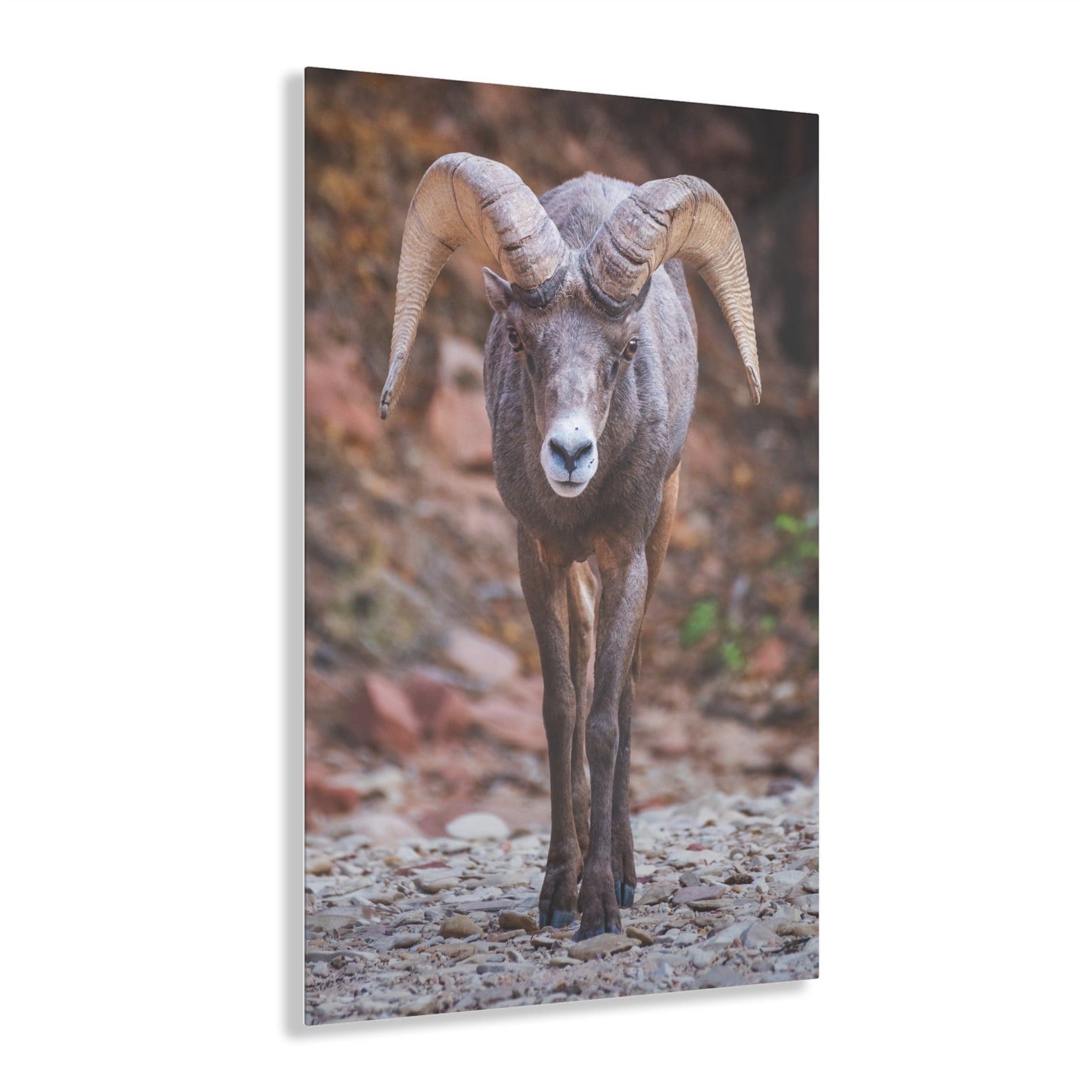 Bighorn Sheep Acrylic Print Wall Art Bighorn Ram Bighorn Sheep Skull ...