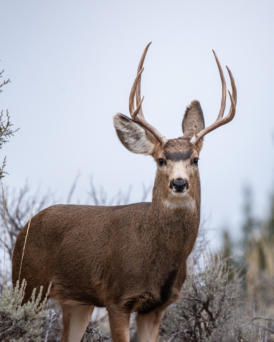 Mule Deer Buck Canvas Art, Majestic Wildlife Photography, Home Decor ...