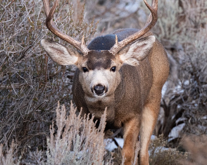 Big Mule Deer Buck Wall Art, Striking Head-on Portrait Photo Print for ...