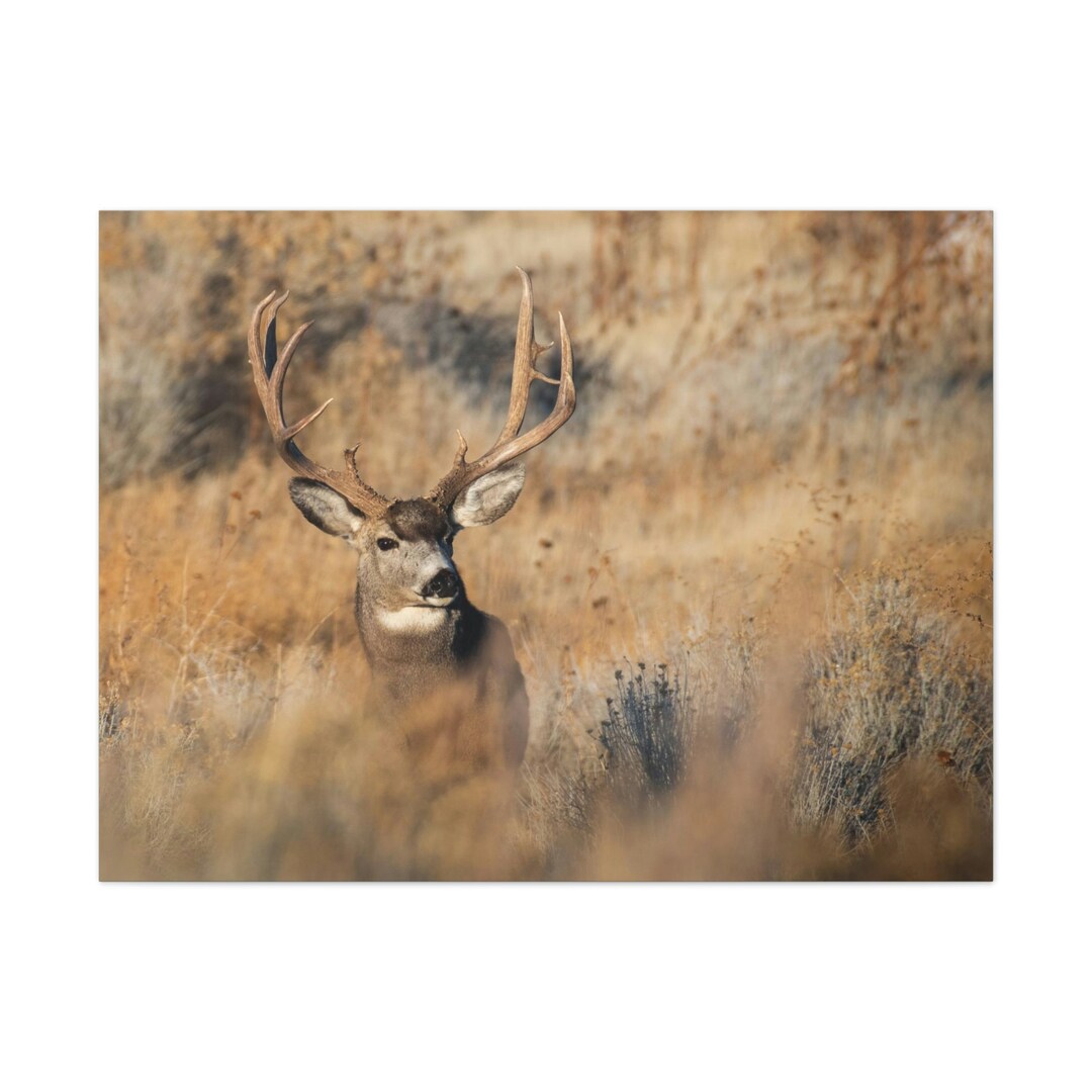 Big Mule Deer Canvas Print Wall Art Home Decor Deer Photo Mule Deer ...