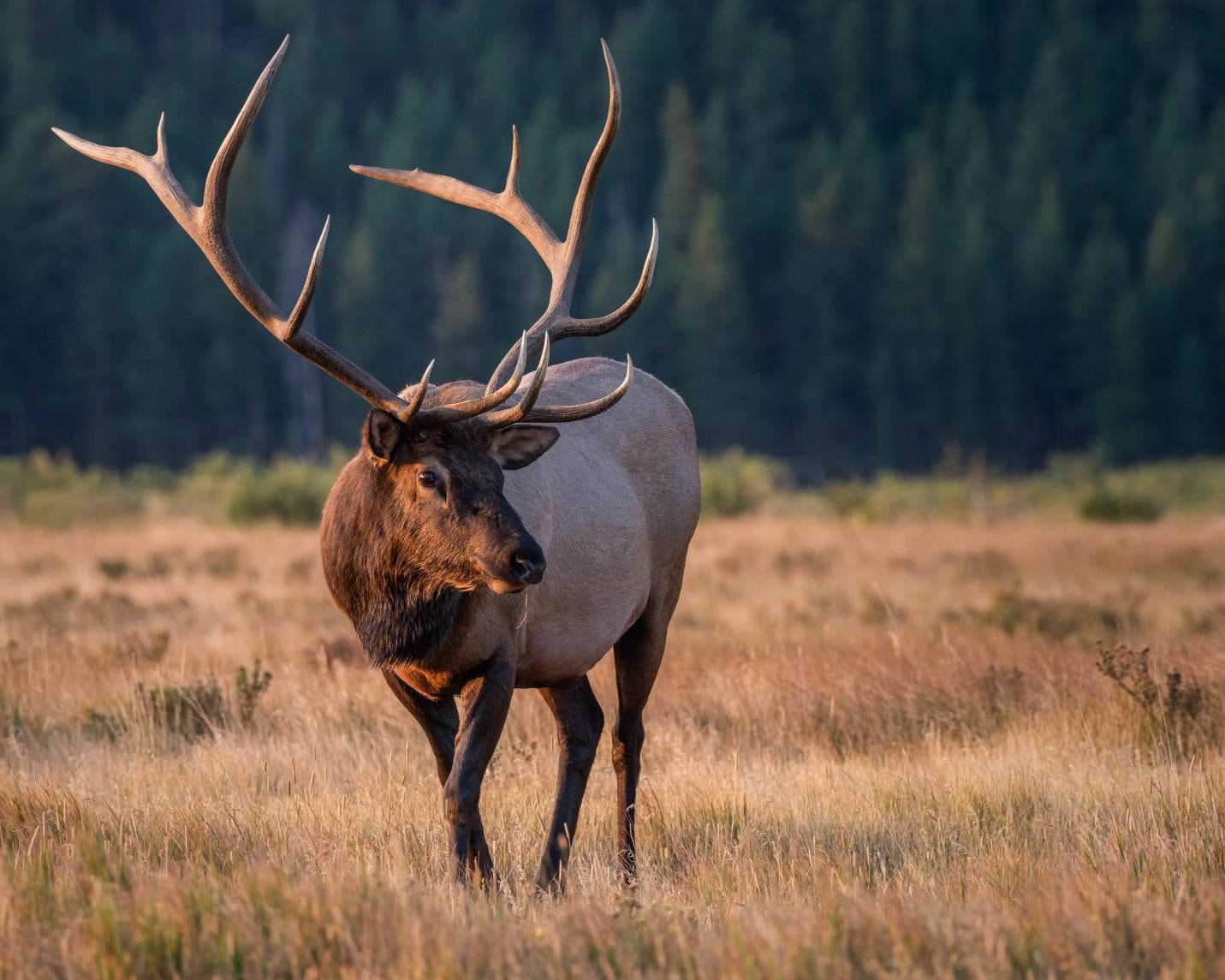Bull Elk Big Bull Elk Elk Rut Elk Art Elk Photography Elk Photo ...