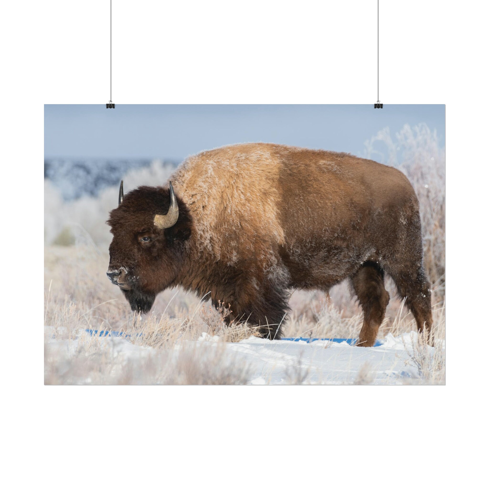 Bison Rolled Poster Bison Art Bison Decor Buffalo Art Buffalo Decor ...