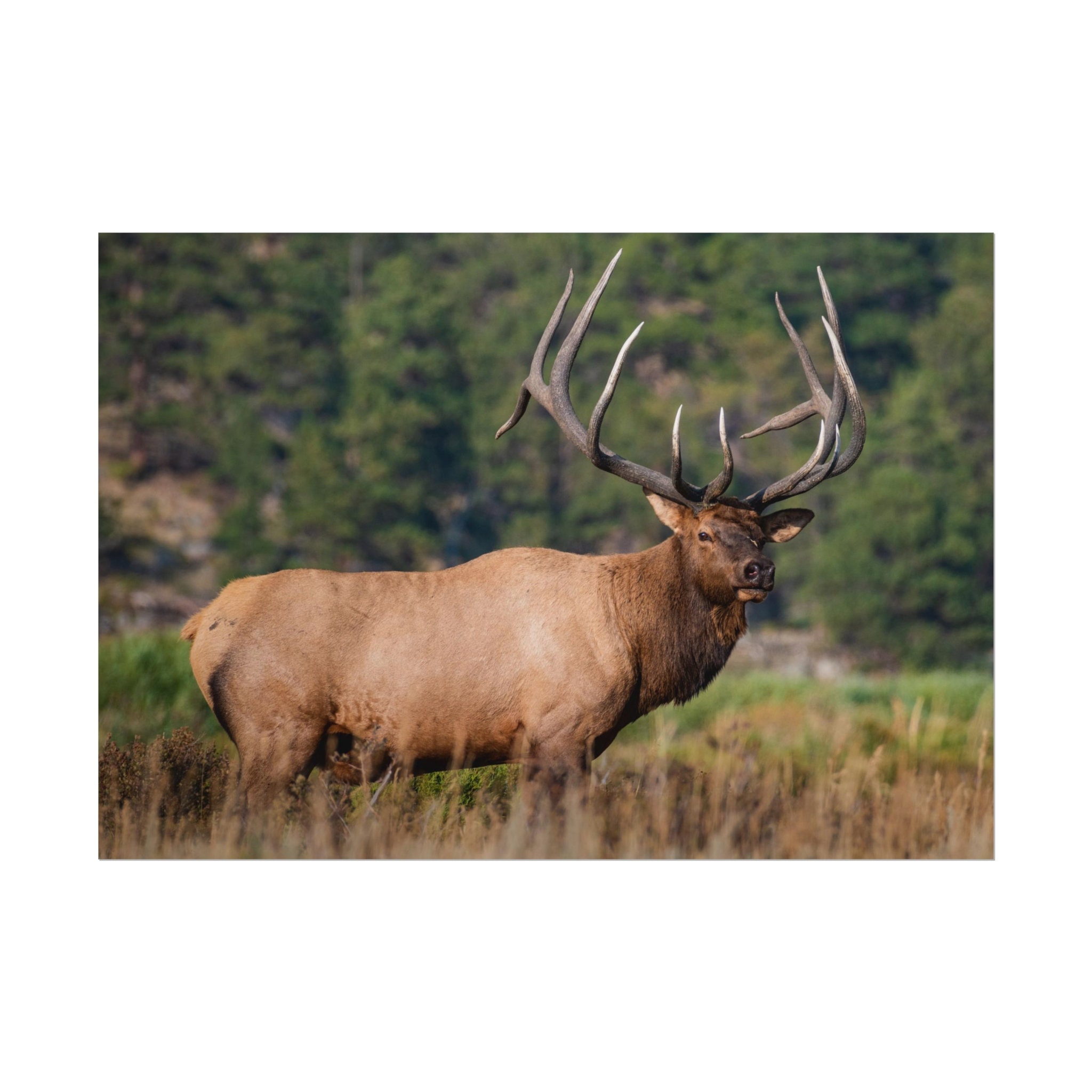 Bull Elk Rolled Poster Elk Print Elk Antlers Elk Art Elk Rut Bull Elk ...