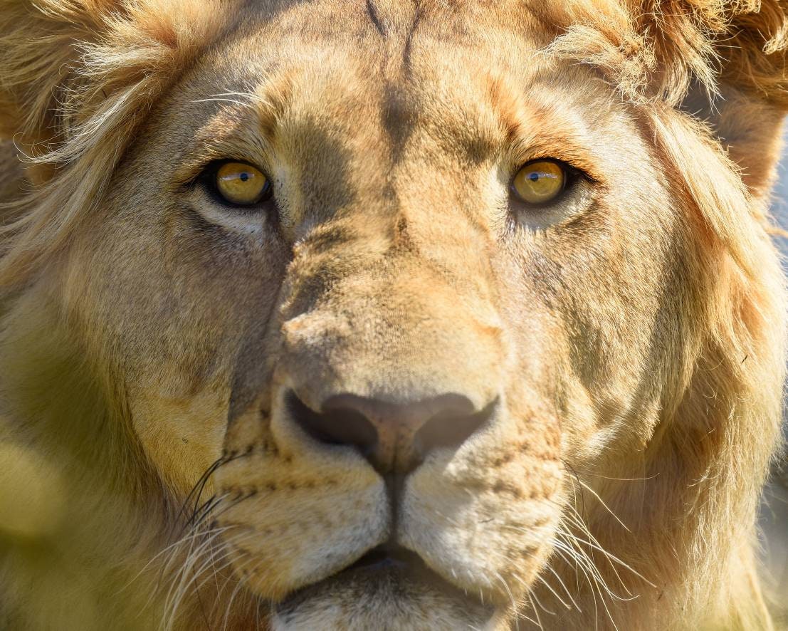 Lion Acrylic Print Lion Photo Lion Photo Print African Lion Lion King ...