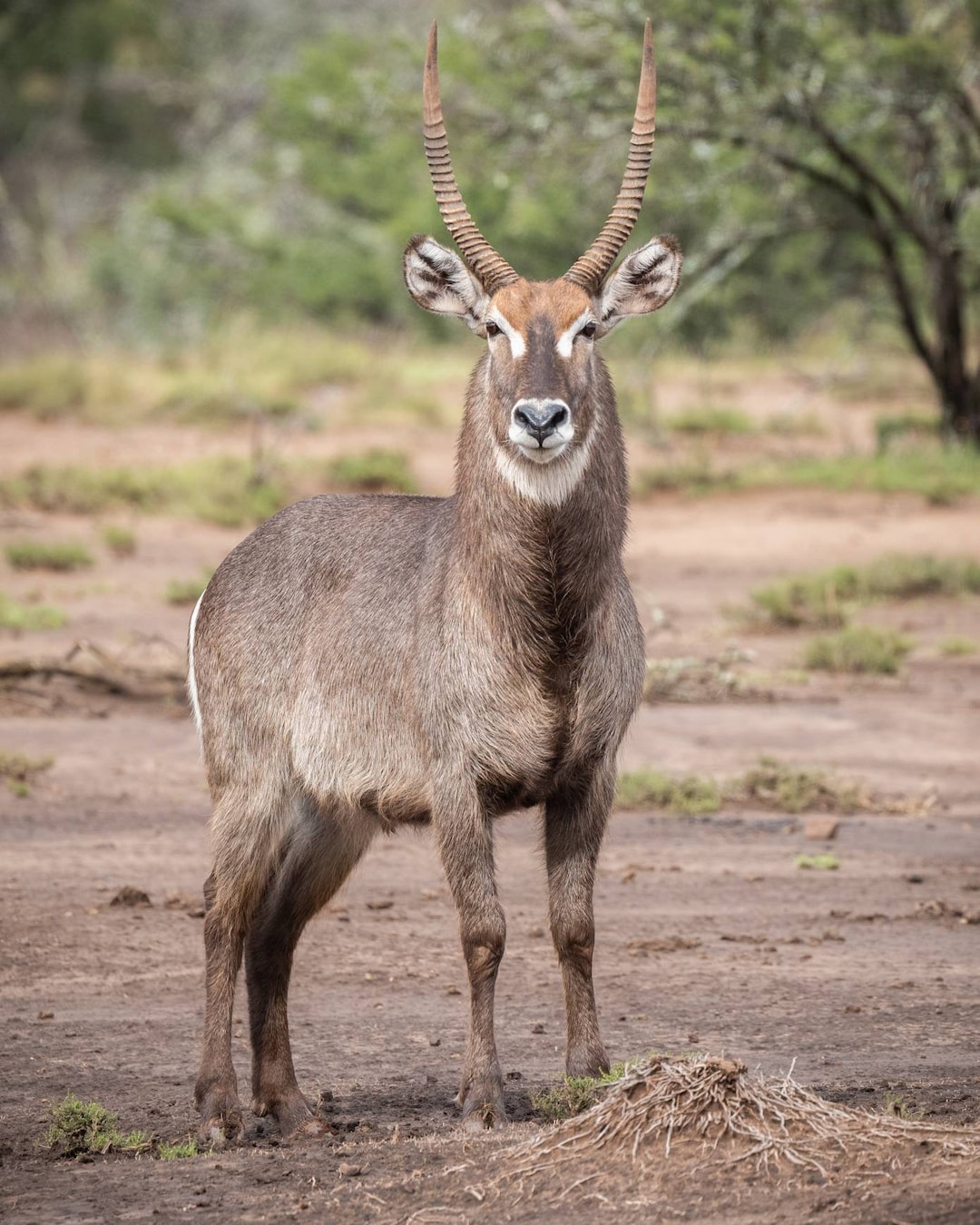 Waterbuck African Waterbuck Waterbuck Photo Africa Wildlife Wildlife ...