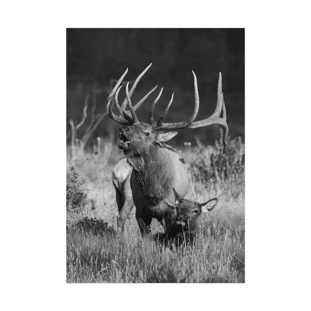 Bugling Bull Elk Rolled Poster Elk Rut Elk Bugle Elk Antlers Elk Print ...