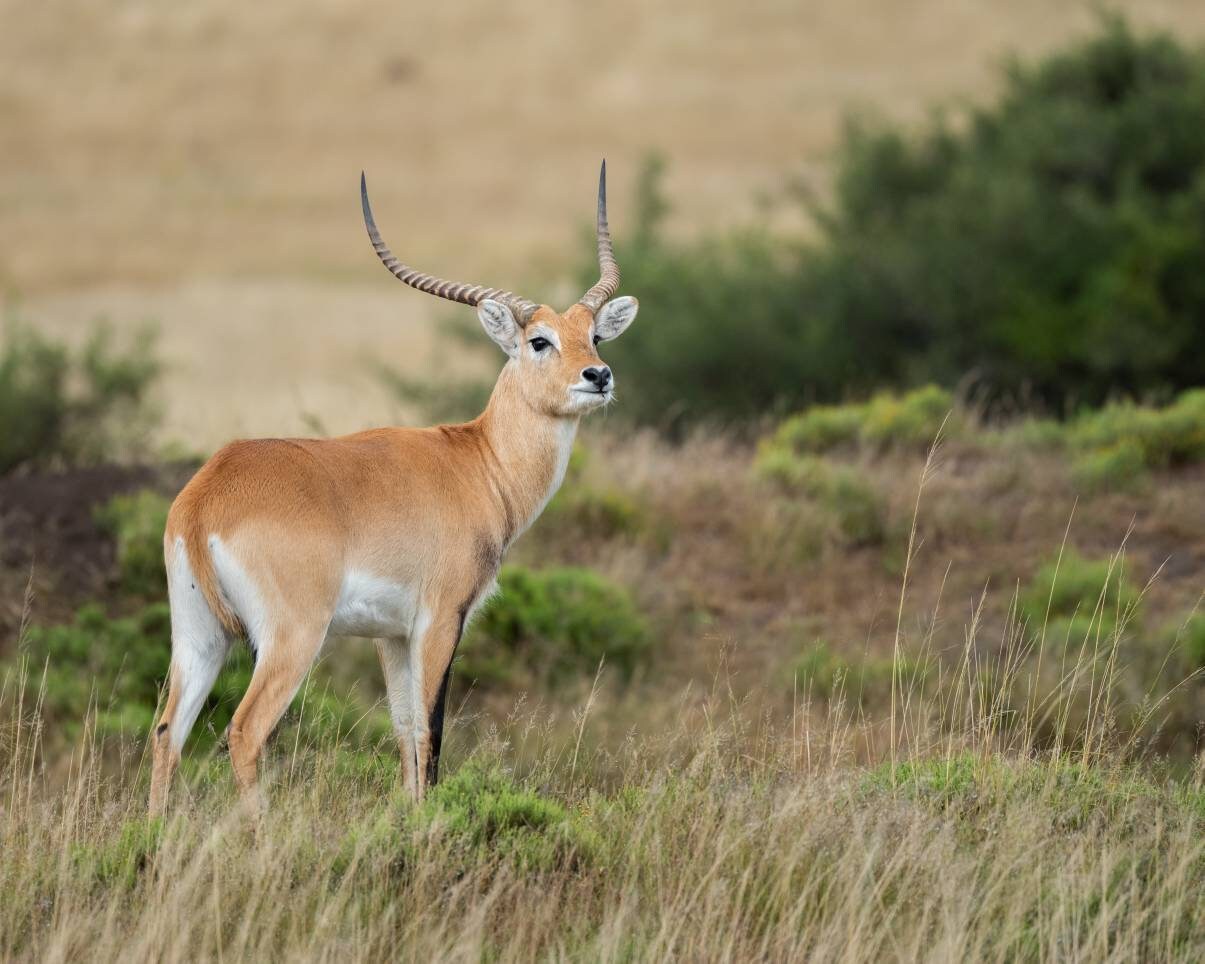 Lechwe African Lechwe Lechwe Photo Africa Wildlife Photo African ...