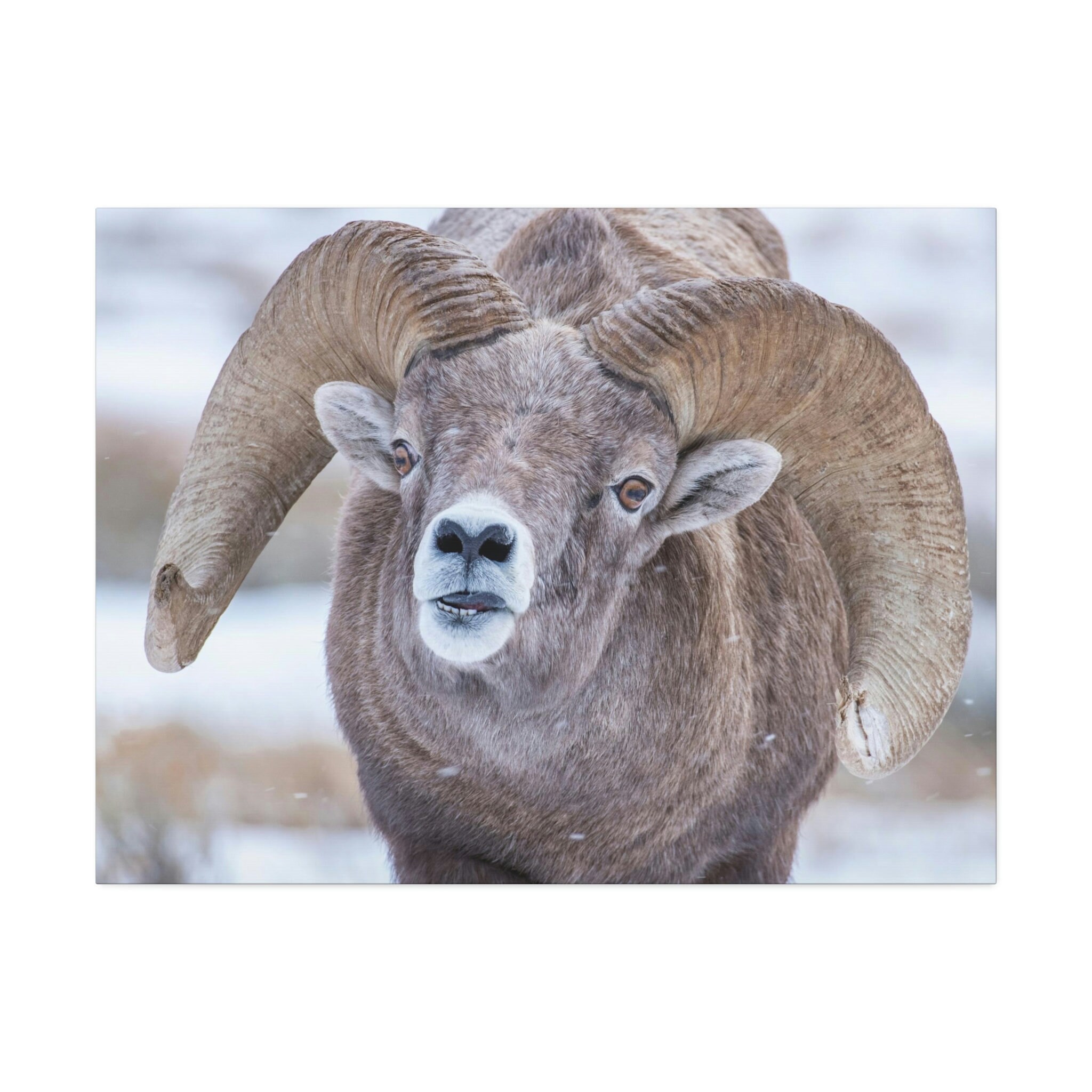 Bighorn Sheep, Bighorn Sheep Photo, Wildlife Photography, Canvas Print ...