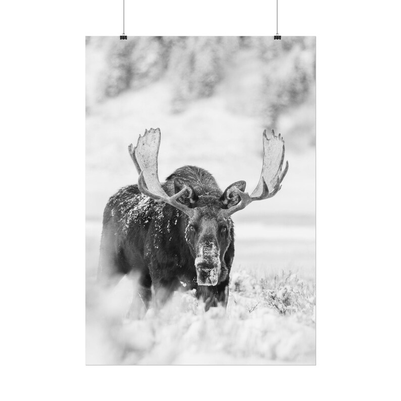 Winter's Majesty Bull Moose Poster Intense Black & White Nature Scene ...