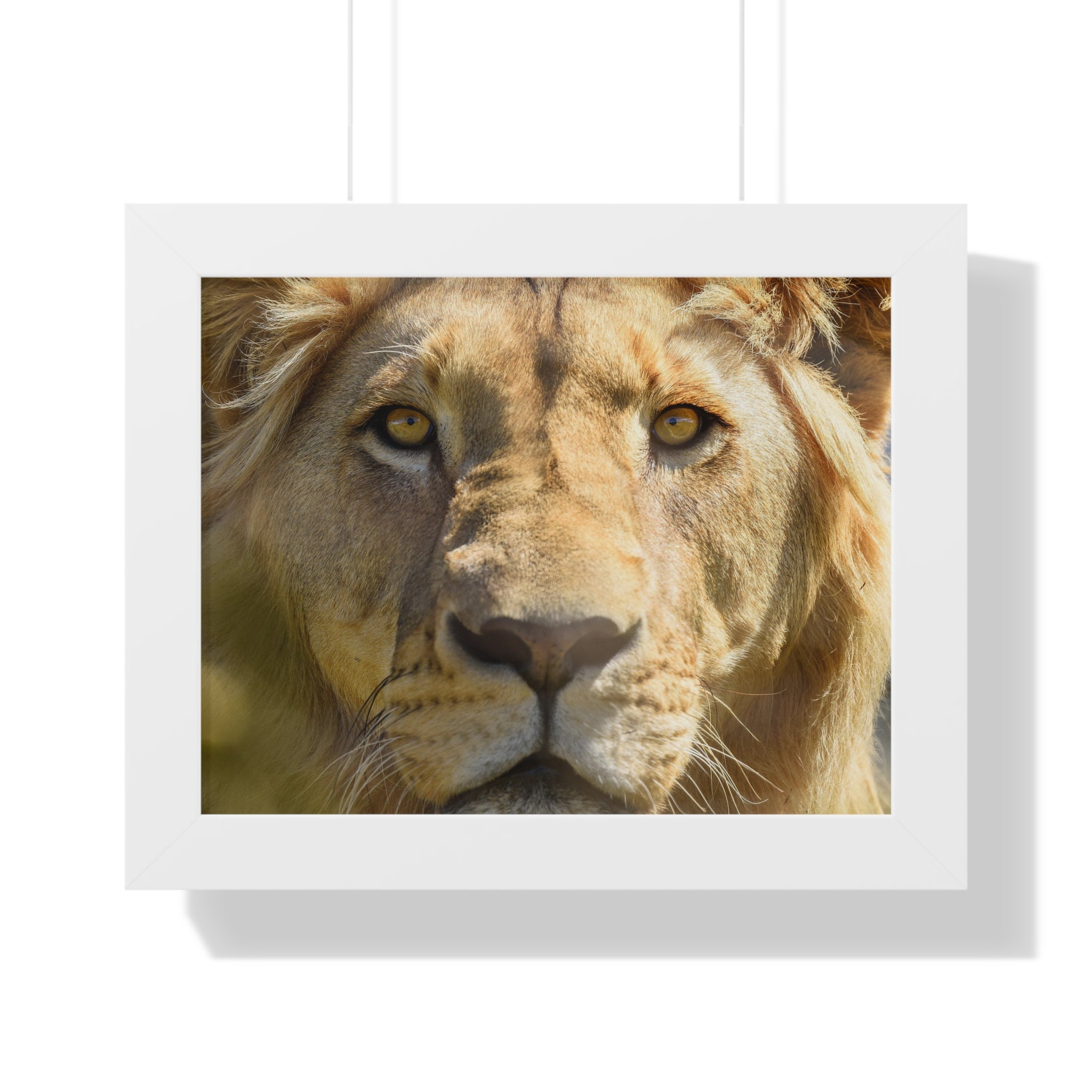 Lion Framed Poster African Lion Lion King Lions Mane Lion Photo Lion ...