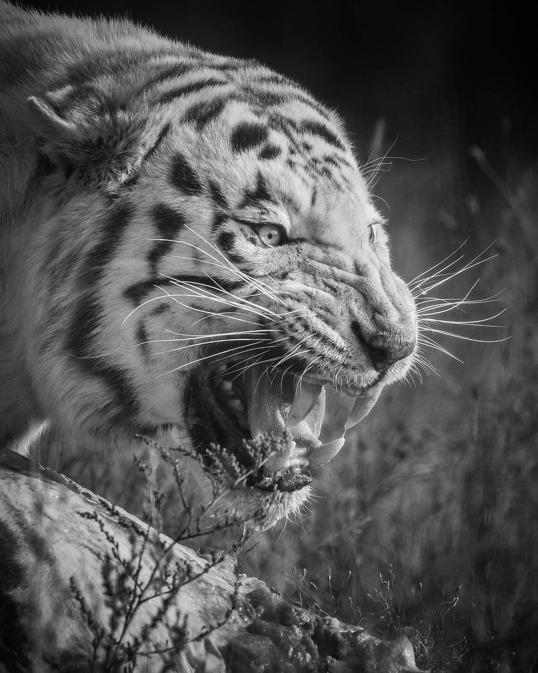 White Tiger Canvas Print Wall Art Home Decor Tiger Tiger Photo Tiger ...