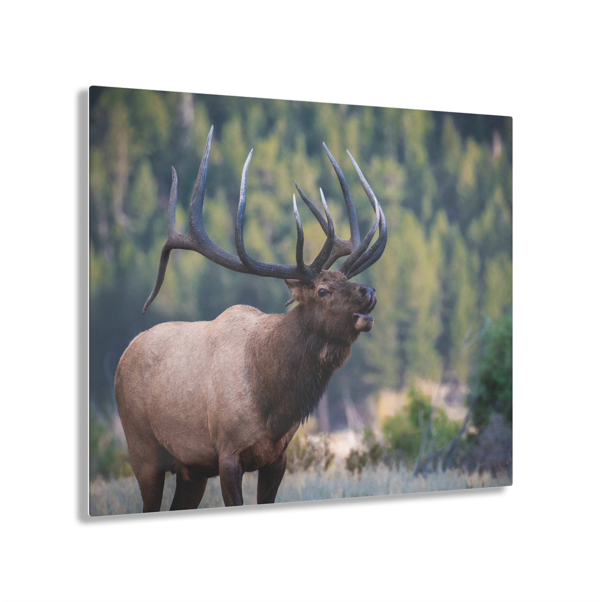 Bull Elk Acrylic Print Elk Photo Elk Bugle Elk Rut Big Bull Elk Elk ...