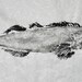 Ling Cod Gyotaku Fish Print - Etsy